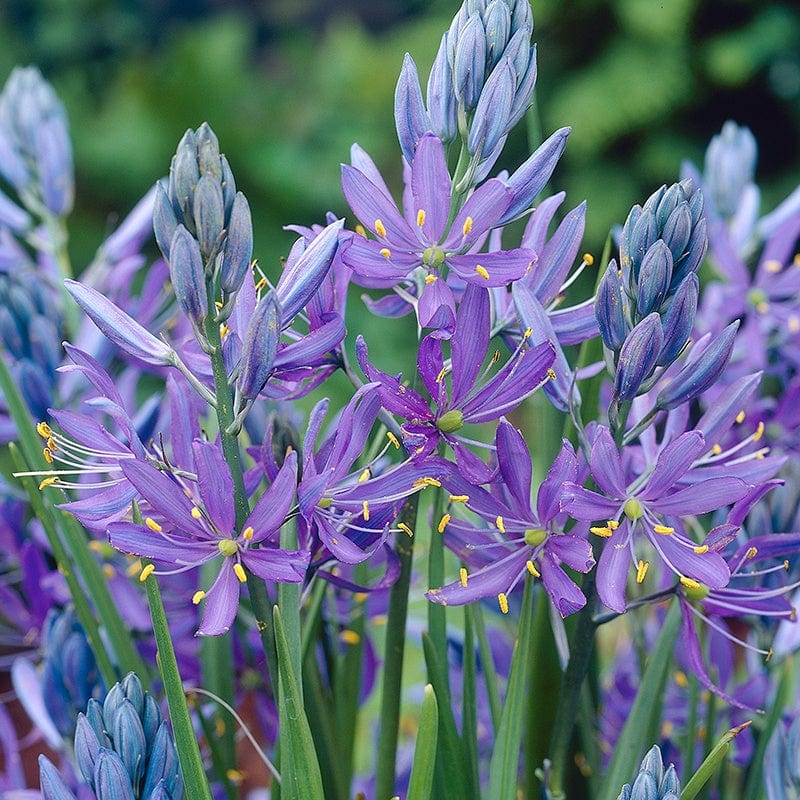 Camassia Bulbs | Camassia Bulbs for Sale | Fothergill's | USA