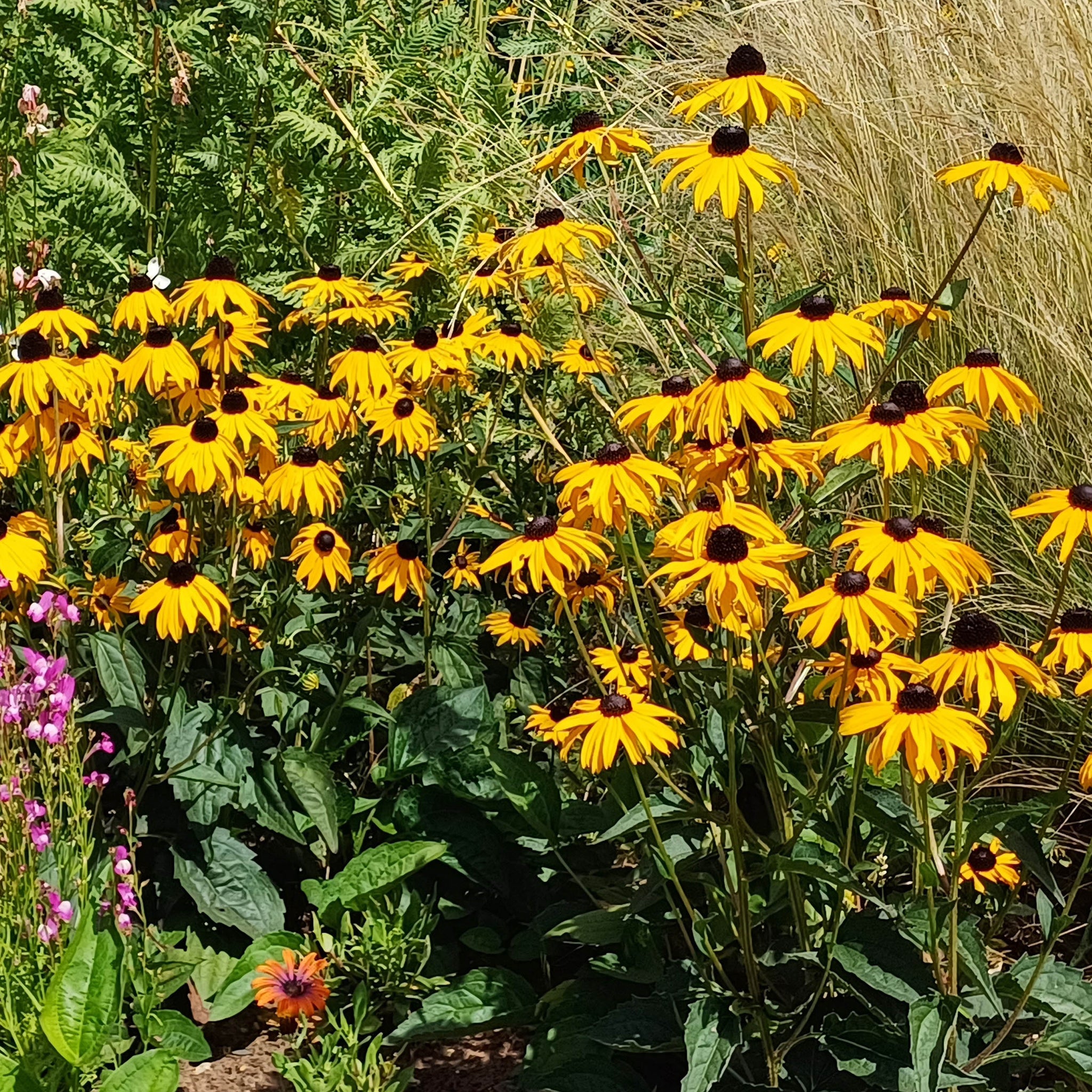 Yellow Flowers | Yellow Flowering Plants | Mr Fothergill's | USA