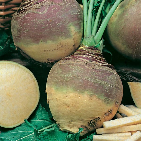 Swede Best of All Seeds from Mr Fothergill's Seeds and Plants | USA