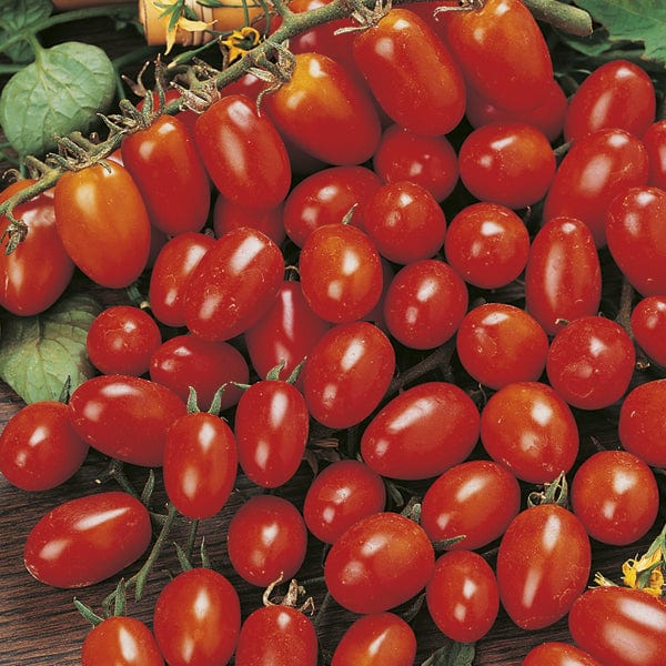 Tomato (Plum) Principe Borghese Seeds from Mr Fothergill's Seeds and ...