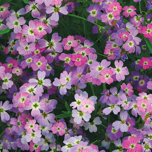 Stock Virginian Spring Sparkle Seeds from Mr Fothergill's Seeds and ...