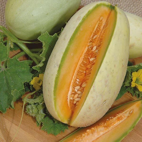 Melon Melba Seeds from Mr Fothergill's Seeds and Plants | USA