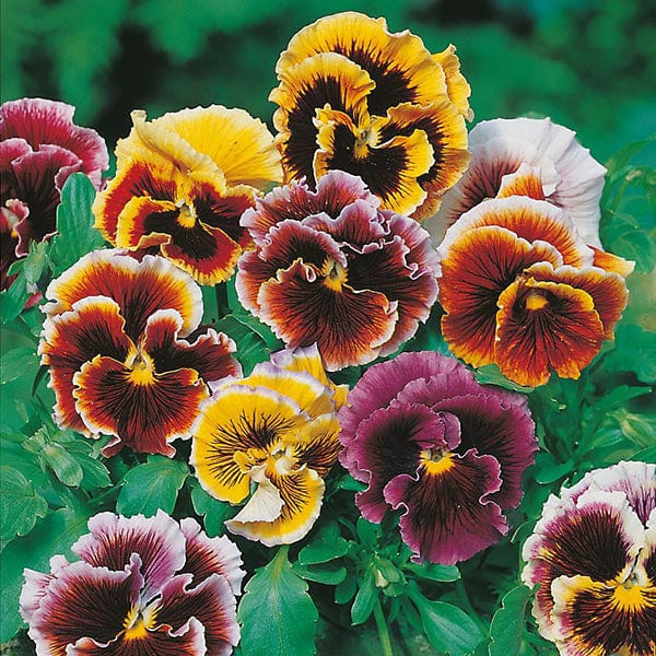 Pansy Frou Frou Mixed Seeds from Mr Fothergill's Seeds and Plants | USA