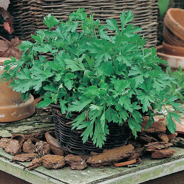 Parsley Plain Leaved 2 Seeds from Mr Fothergill's Seeds and Plants | USA
