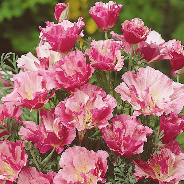 Californian Poppy Appleblossom Pink Seeds from Mr Fothergill's Seeds ...