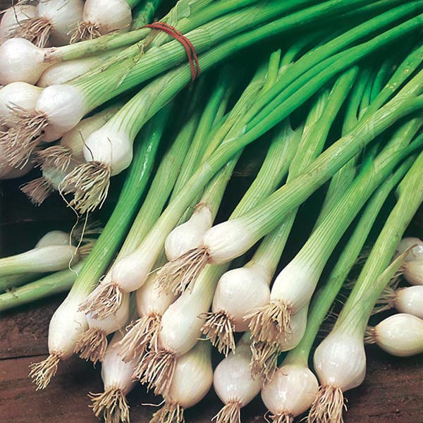 Onion (Spring) White Lisbon Seeds from Mr Fothergill's Seeds and Plants ...