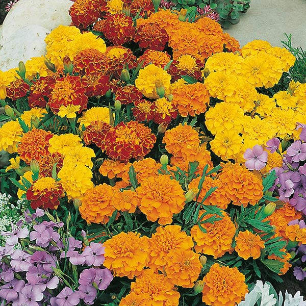 Marigold (French) Bonita Mixed Seeds from Mr Fothergill's Seeds and ...