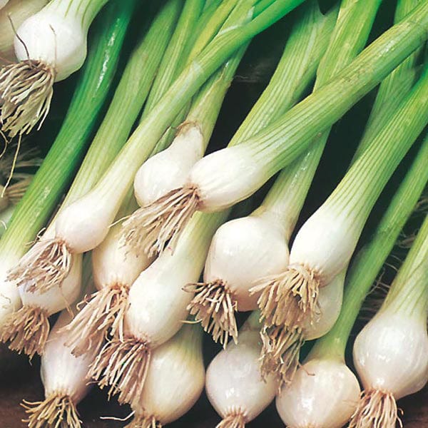 Onion (Spring) White Lisbon Seed Tape from Mr Fothergill's Seeds and ...