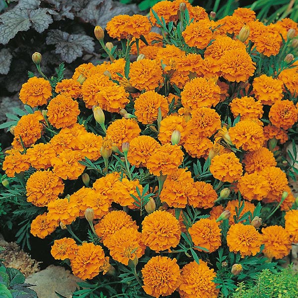 Marigold (French) Orange Boy Seeds from Mr Fothergill's Seeds and ...