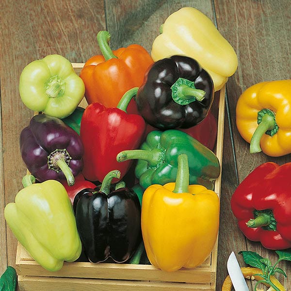 Pepper (Sweet) Colour Spectrum Seeds from Mr Fothergill's Seeds and ...