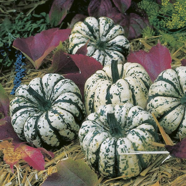 Squash (Winter) Sweet Dumpling Seeds from Mr Fothergill's Seeds and ...