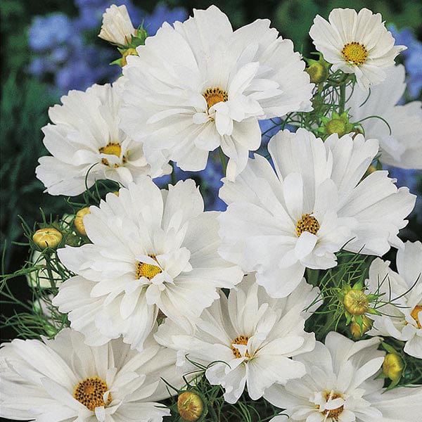 Cosmos Psyche White Seeds from Mr Fothergill's Seeds and Plants | USA