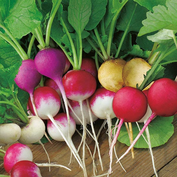 Radish Bright Lights Seeds from Mr Fothergill's Seeds and Plants | USA