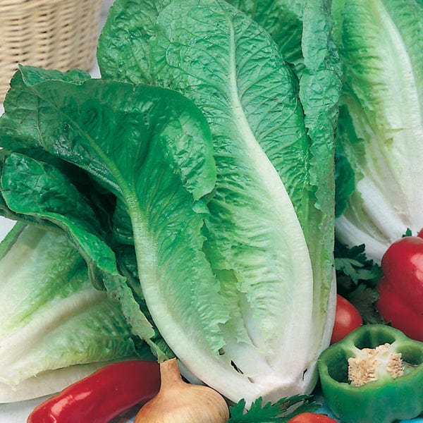 Lettuce Lobjoits Green Cos Seeds from Mr Fothergill's Seeds and Plants ...