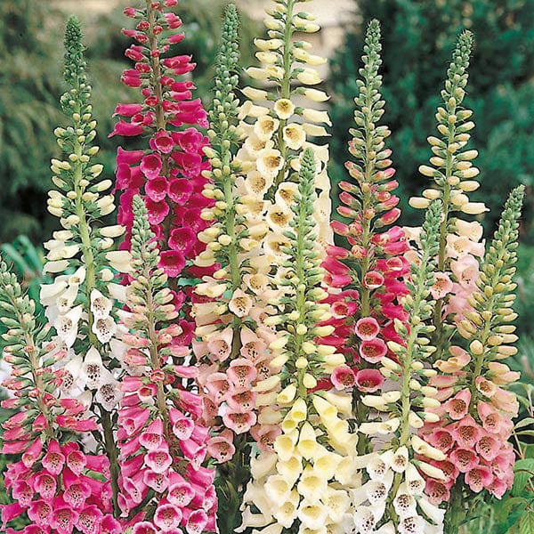 Foxglove Excelsior Mixed Seeds from Mr Fothergill's Seeds and Plants | USA