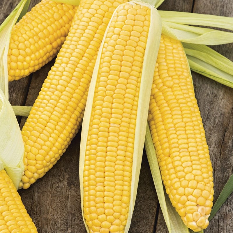 Sweet Corn Incredible F1 Seeds | USA
