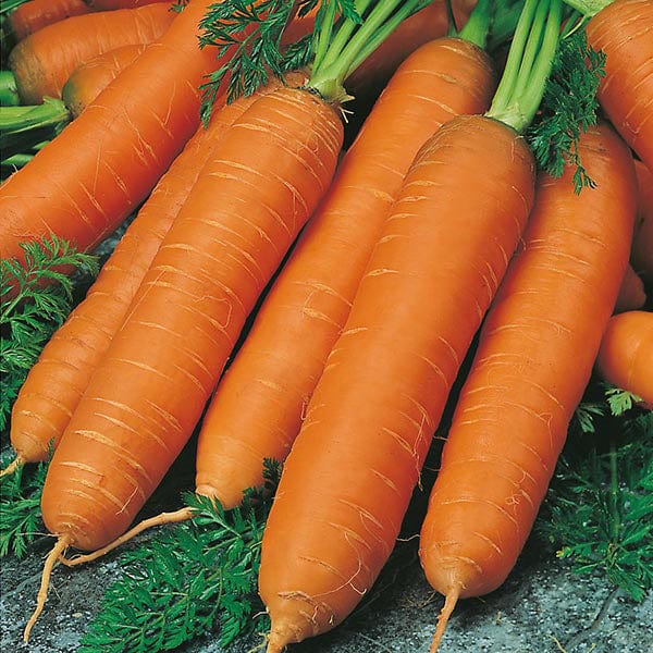 Carrot Flyaway F1 Seeds from Mr Fothergill's Seeds and Plants | USA