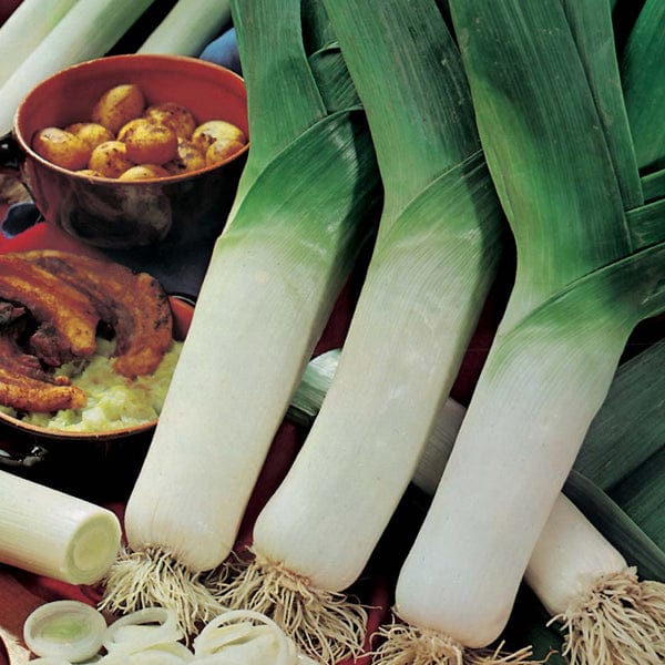 Leek Elefant Seeds from Mr Fothergill's Seeds and Plants | USA