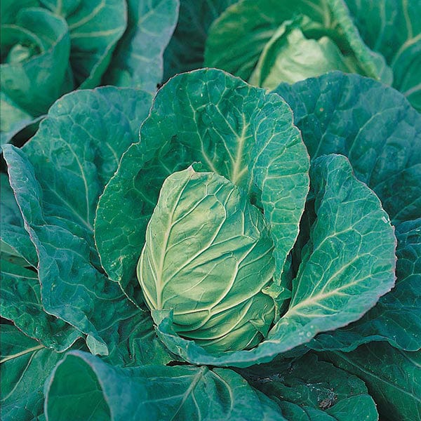 Cabbage Greyhound Seeds from Mr Fothergill's Seeds and Plants | USA
