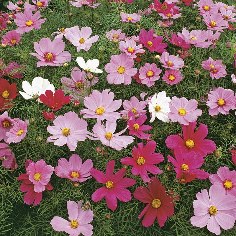Cosmos Mixed Seeds Dwarf Sensation | Flowers | Mr Mr Fothergill's | USA