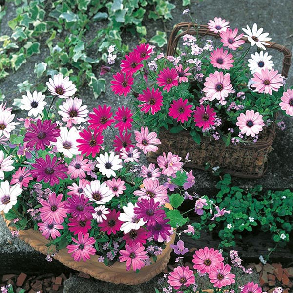 Osteospermum Daisy Mae Mixed Seeds from Mr Fothergill's Seeds and ...