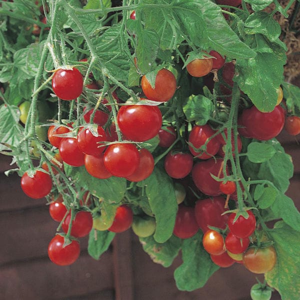 Cherry Tumbling Tomato Seeds | Vegetables | Mr Mr Fothergill's | USA