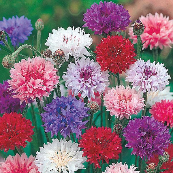 Cornflower Polka Dot Seeds from Mr Fothergill's Seeds and Plants | USA