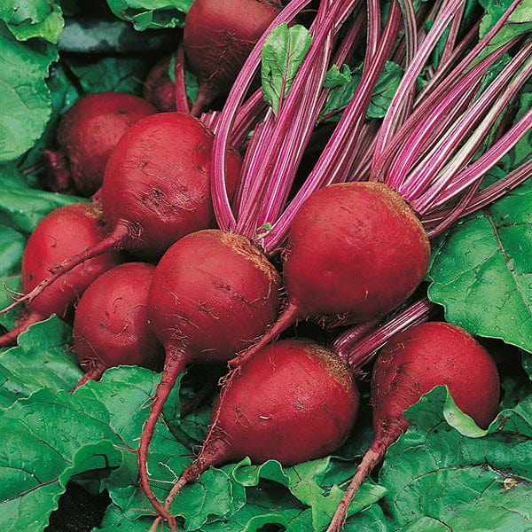Beetroot Perfect 3 Seeds from Mr Fothergill's Seeds and Plants | USA