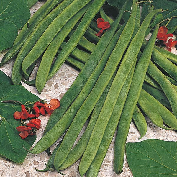 Runner Bean Armstrong Seeds from Mr Fothergill's Seeds and Plants | USA