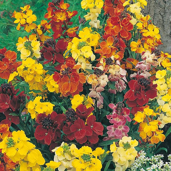 Wallflower Choice Mixed Seeds from Mr Fothergill's Seeds and Plants | USA