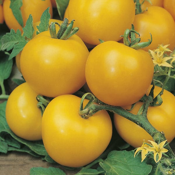Tomato (Standard) Golden Sunrise Seeds from Mr Fothergill's Seeds and ...
