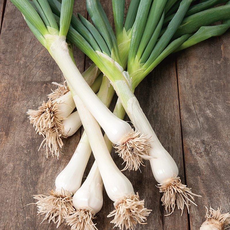 Onion (Spring) White Lisbon Winter Hardy Seeds from Mr Fothergill's ...
