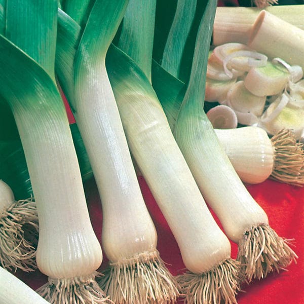 Leek Lyon 2 - Prizetaker Seeds Seeds from Mr Fothergill's Seeds and ...