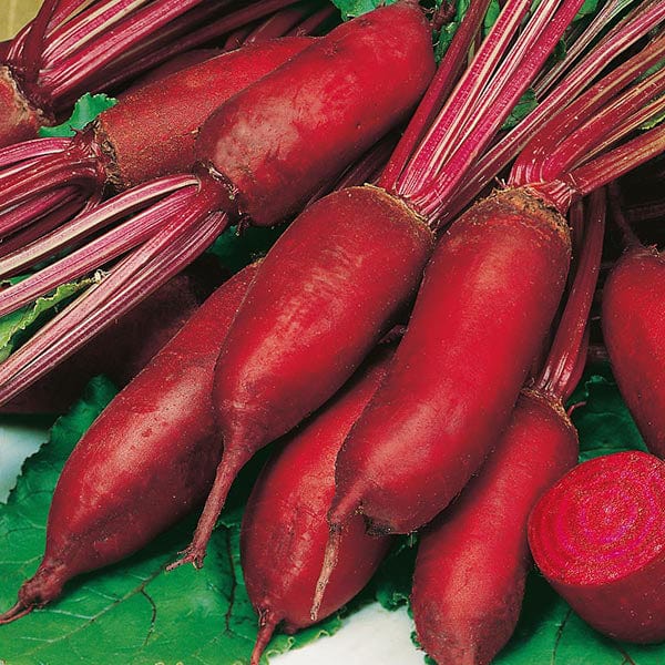 Beetroot Renova Seeds from Mr Fothergill's Seeds and Plants | USA
