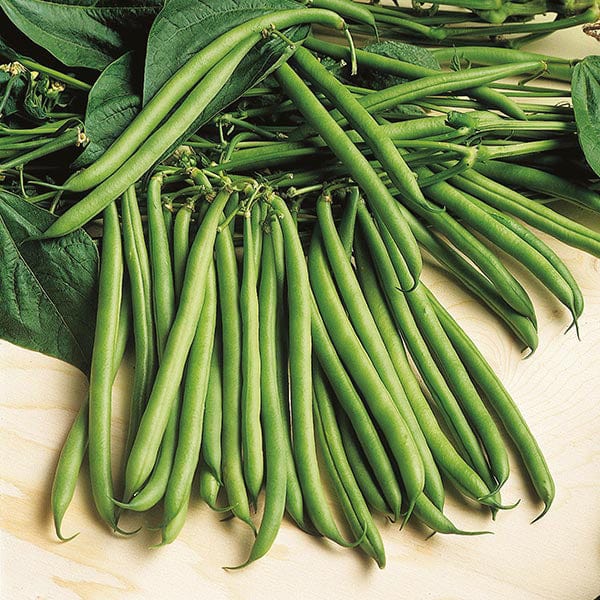 Dwarf Bean Rondo Seeds from Mr Fothergill's Seeds and Plants | USA