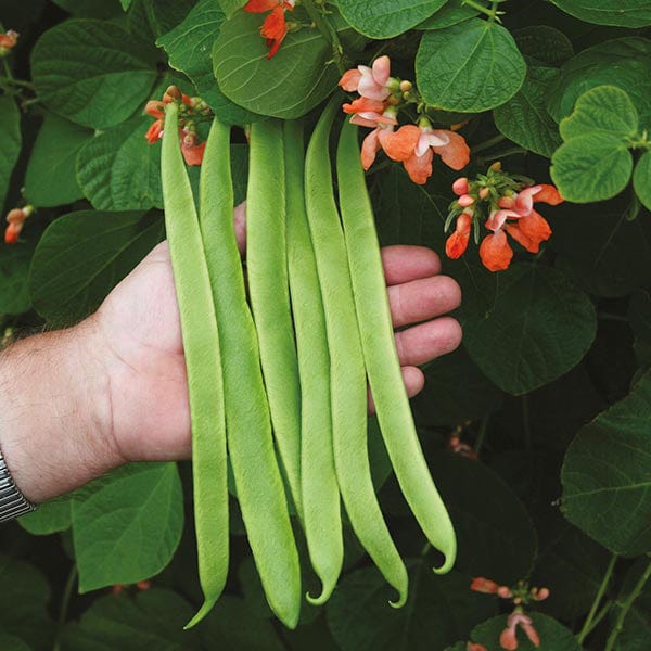 Runner Bean Celebration Seeds from Mr Fothergill's Seeds and Plants | USA