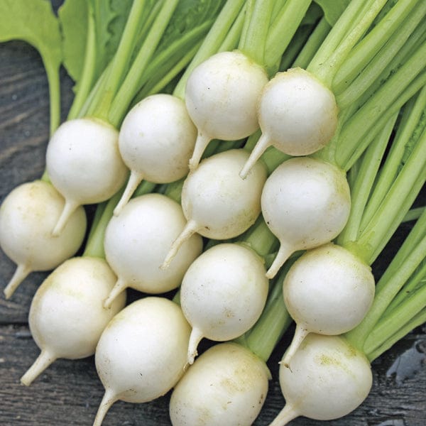 Turnip Sweet Marble F1 Seeds from Mr Fothergill's Seeds and Plants | USA