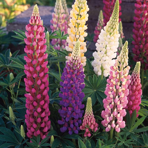 Lupin Festival Mixed Seeds from Mr Fothergill's Seeds and Plants | USA