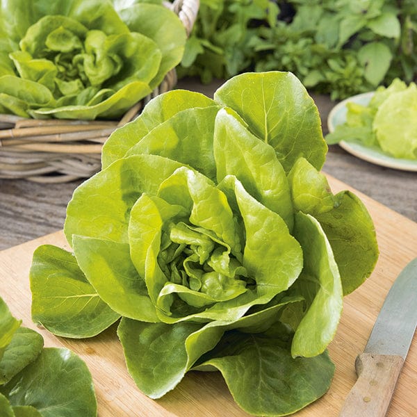 Lettuce Gustav's Salad Seeds from Mr Fothergill's Seeds and Plants | USA