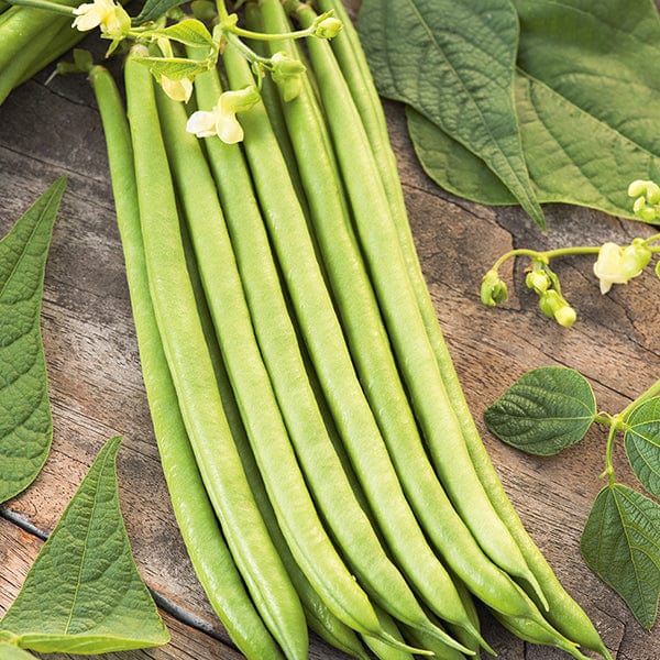 Climbing Bean Python Seeds from Mr Fothergill's Seeds and Plants | USA