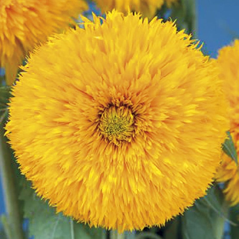 Sunflower Sun King from Mr Fothergills Seeds | USA