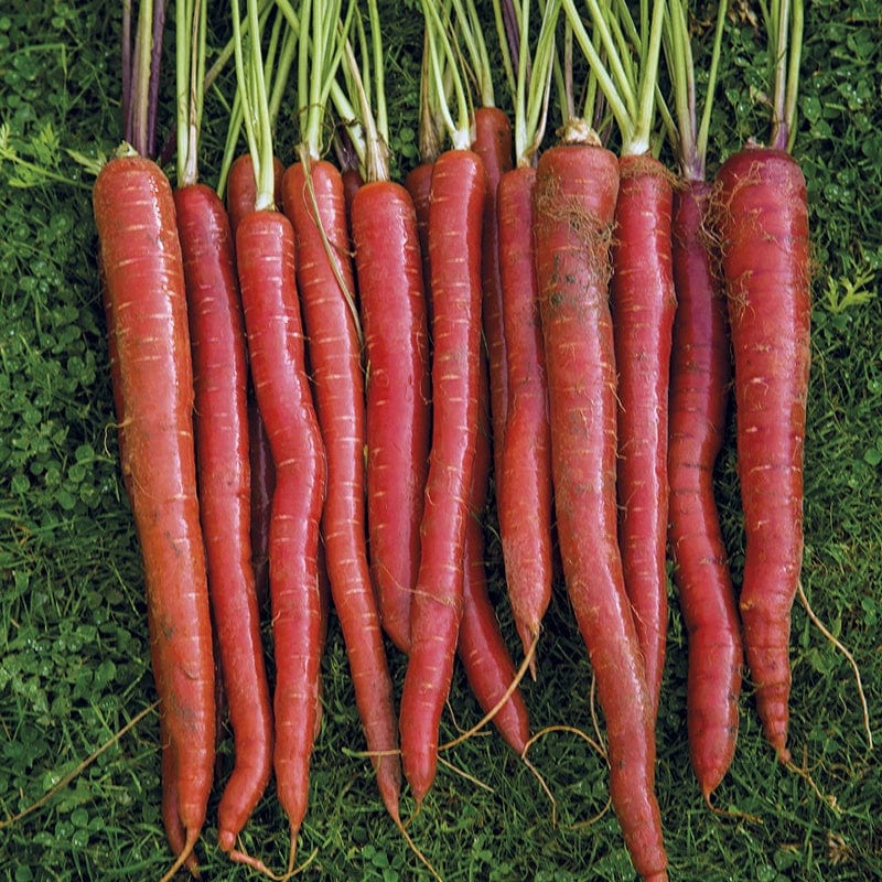 Carrot Malbec F1 From Mr Fothergiils Seeds and Plants | USA