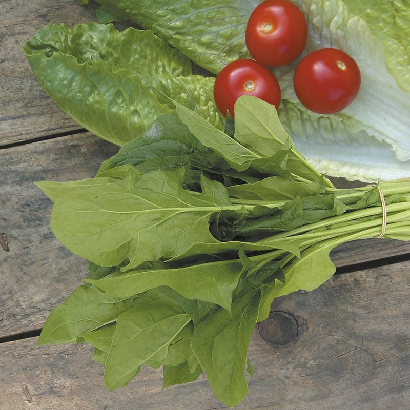 Spinach (Oriental) Mikado F1 From Mr Fothergills Seeds and Plants | USA