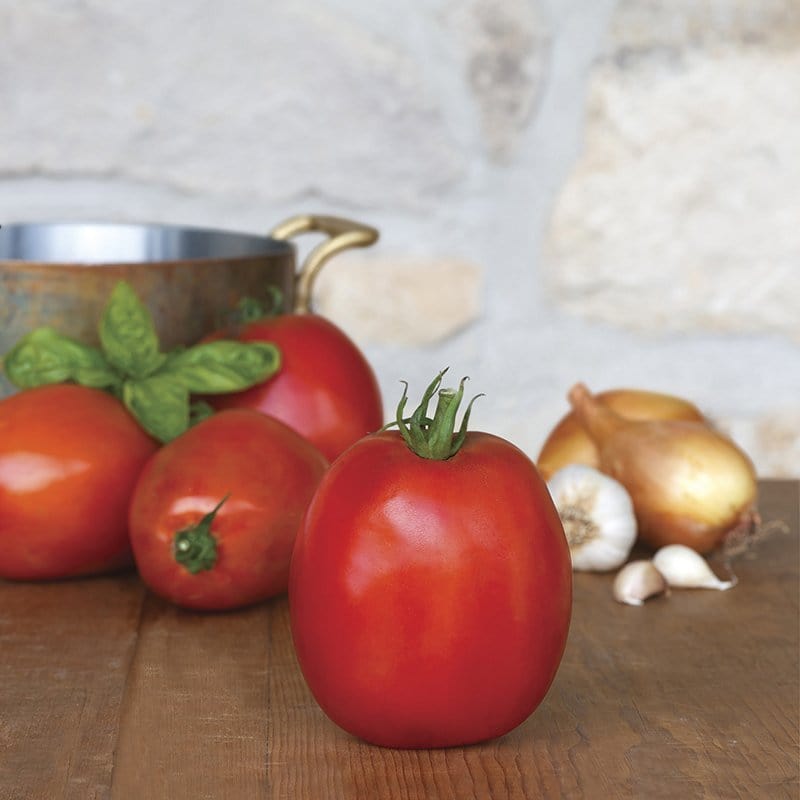 Tomato Super Sauce F1 From Mr Fothergills Seeds and Plants | USA