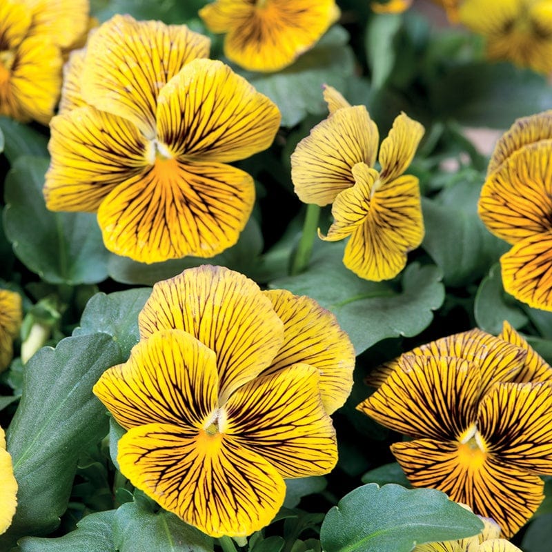 Viola Network Improved From Mr Fothergills Seeds and Plants | USA