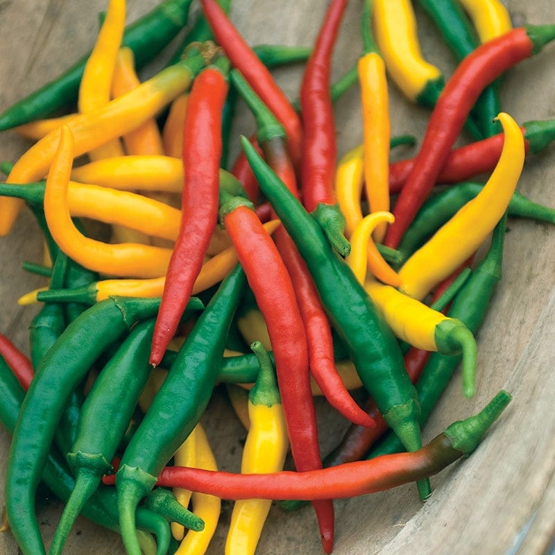 Pepper (Hot) Devil's Brew From Mr Fothergills Seeds and Plants | USA