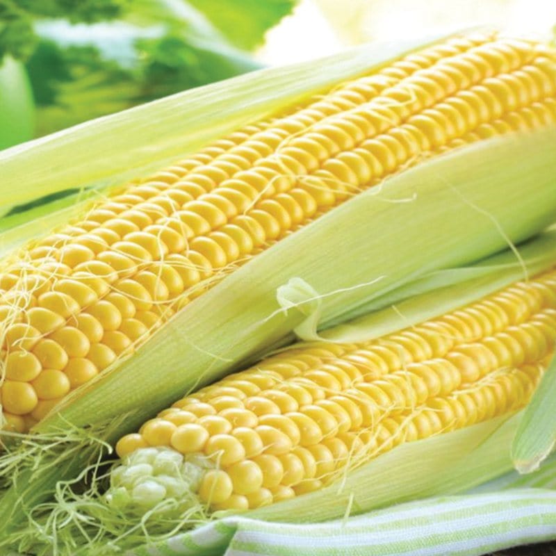Sweet Corn Rising Sun F1 From Mr Fothergills Seeds and Plants | USA