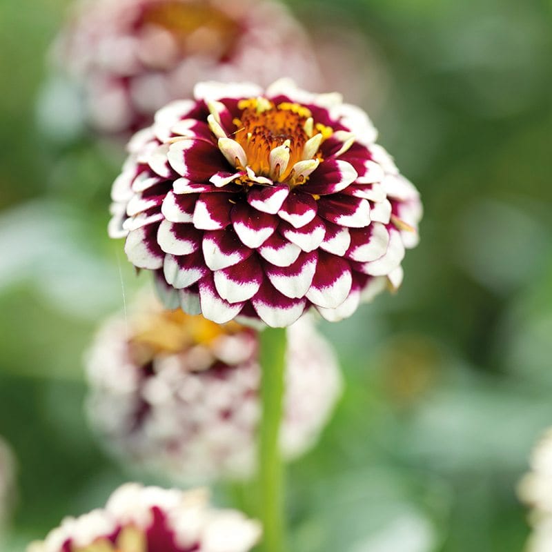 Zinnia Jazzy Red Flower Seeds From Mr Fothergill's Seeds and Plants | USA