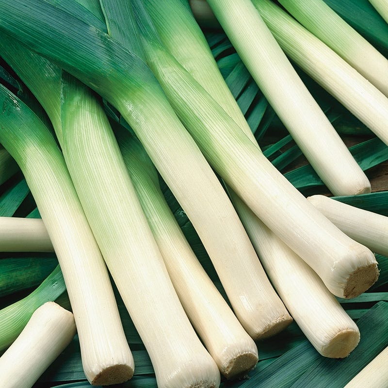 Leek Norwich F1 Vegetable Seeds From Mr Fothergill's Seeds and Plants | USA