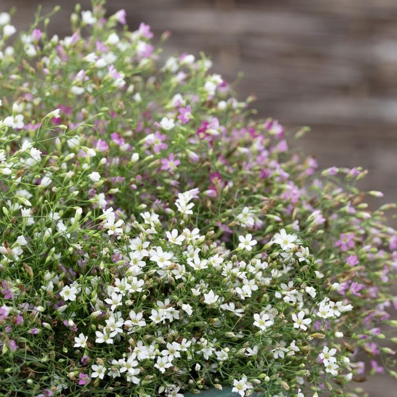 Gypsophila Cotton Candy Mix Seeds from Mr Fothergill's. | USA